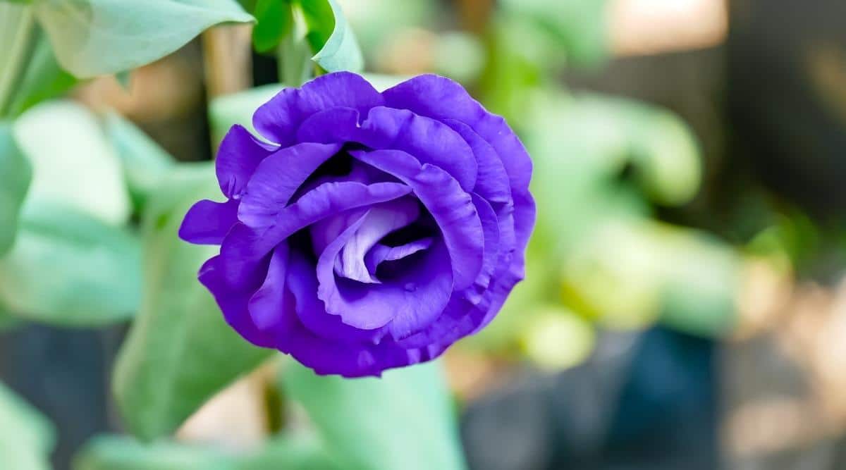 Lisianthus Flower: A Symbol of Elegance and Grace - Mayday 2000